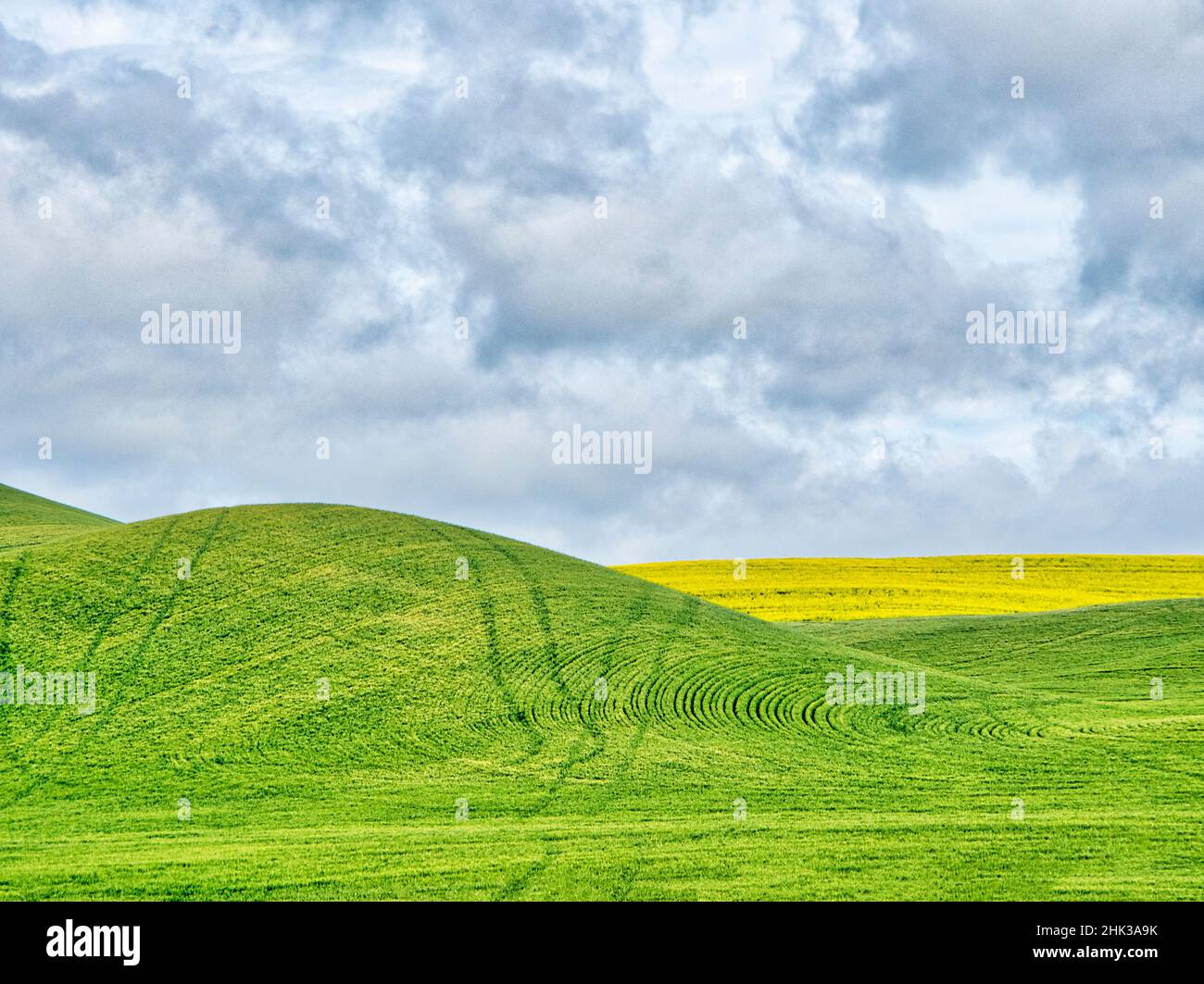 USA, Washington State, Palouse, Rolling hills of canola and wheat Stock ...
