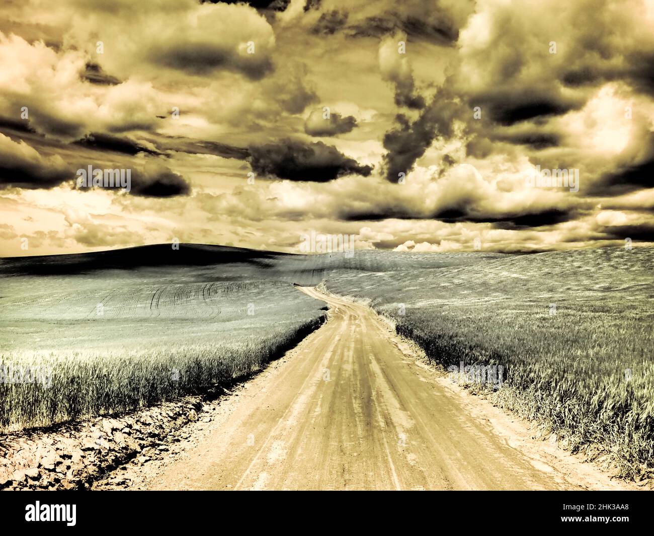 USA, Washington State, Palouse. Country backroad through spring crops ...