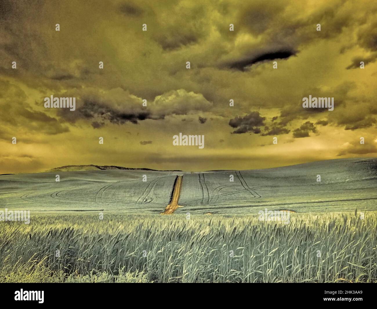 USA, Washington State, Palouse. Crops growing on the rolling hills of ...