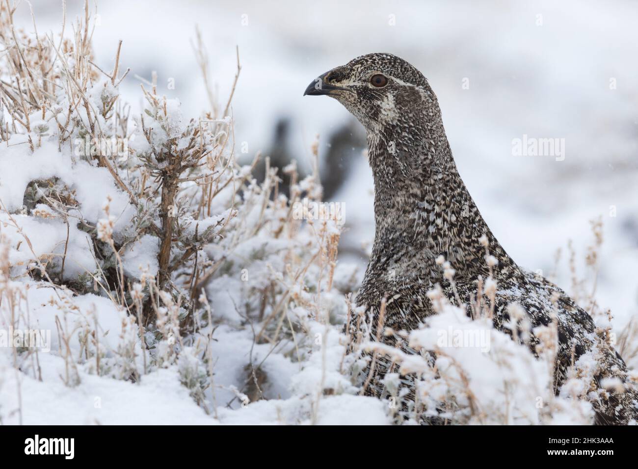 Sage hen hi-res stock photography and images - Alamy