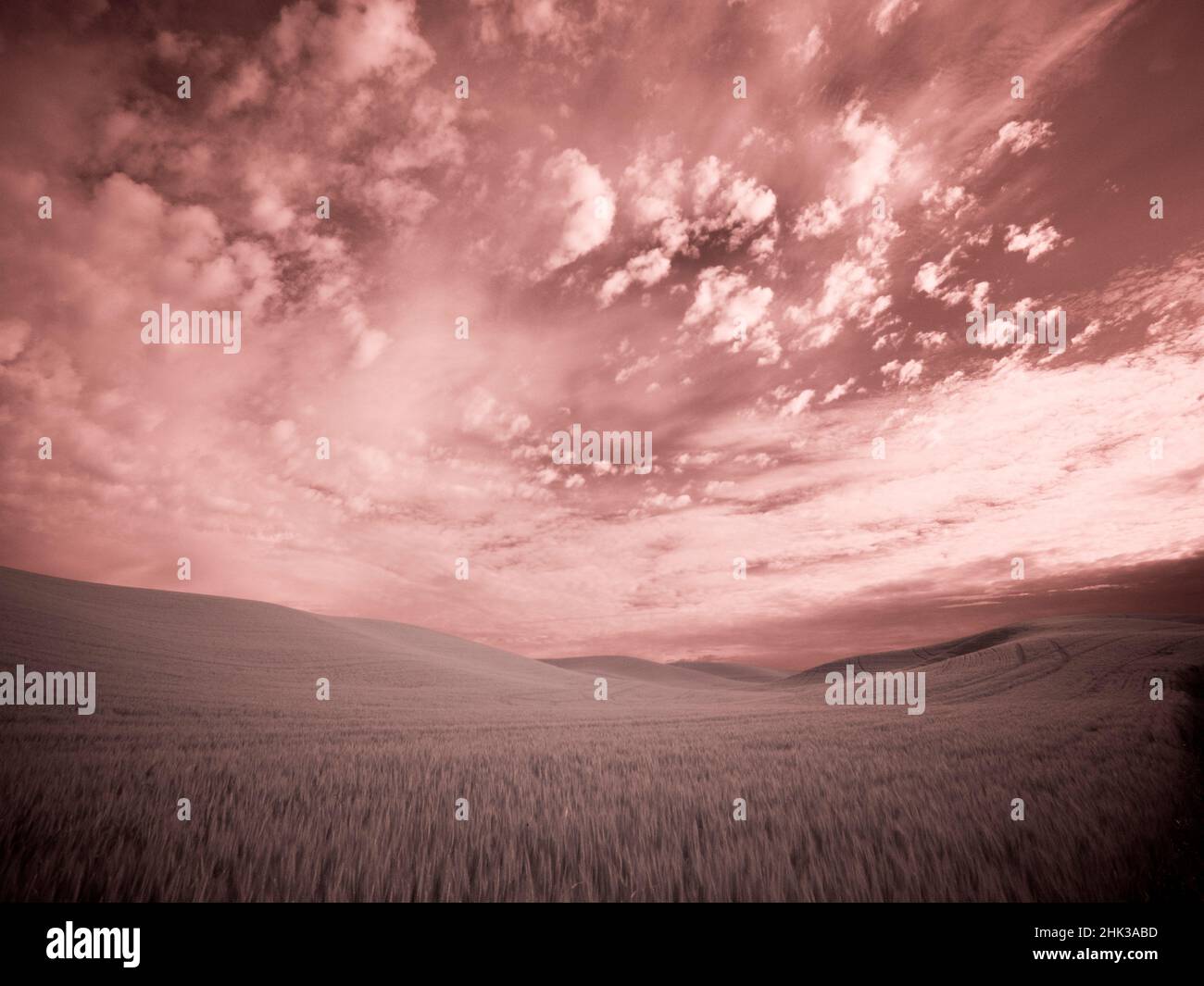 USA, Washington State, Palouse. wheat field and clouds Stock Photo - Alamy