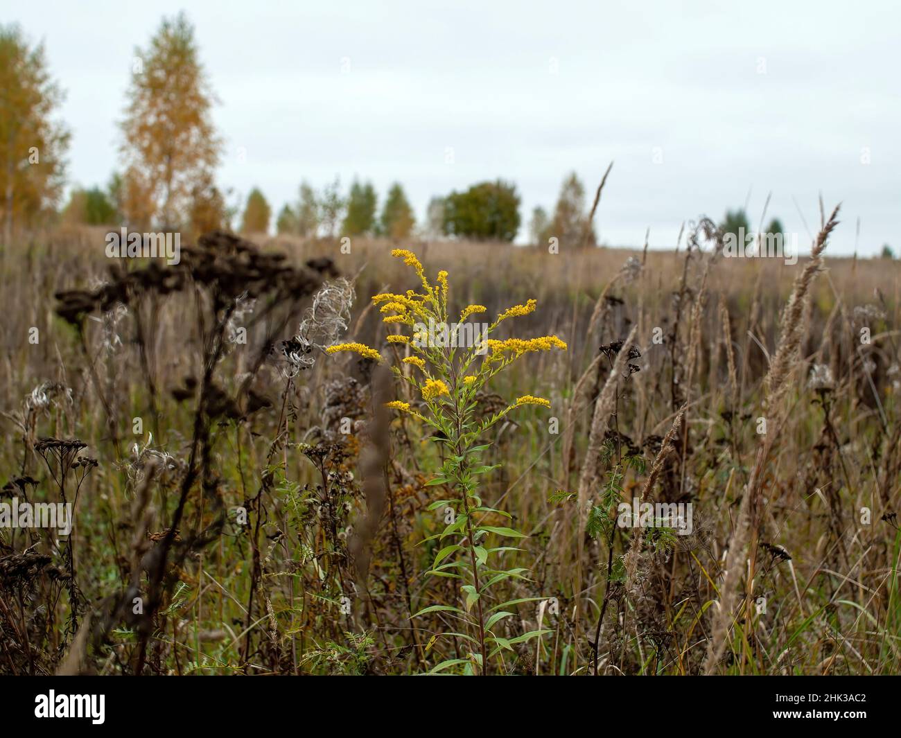 Autumn gloomy landscape on hi-res stock photography and images - Alamy