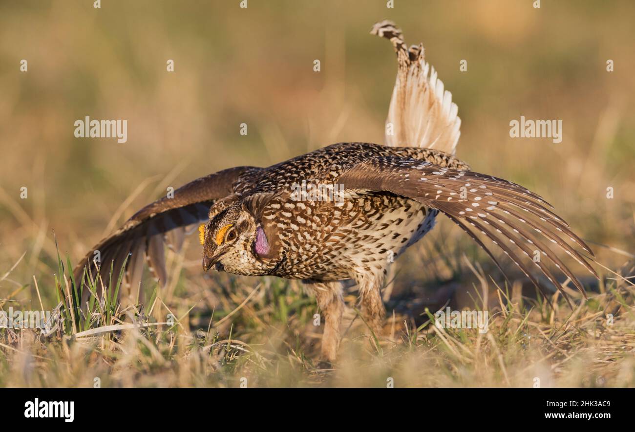 Sharp-tailed grouse, dance at dawn Stock Photo - Alamy