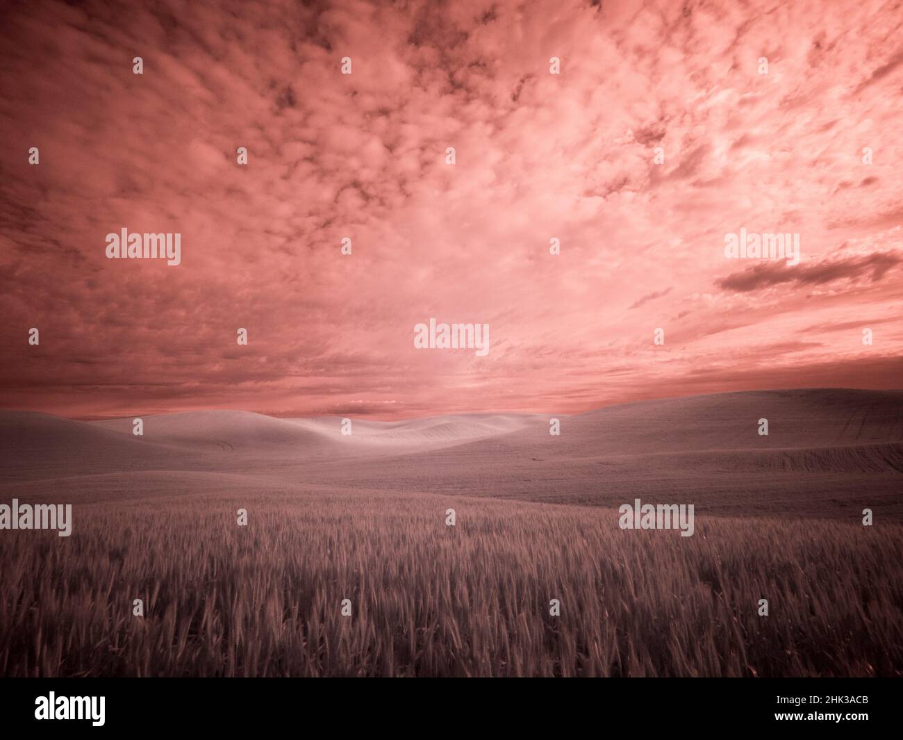 Wheat in washington state usa hi-res stock photography and images - Alamy