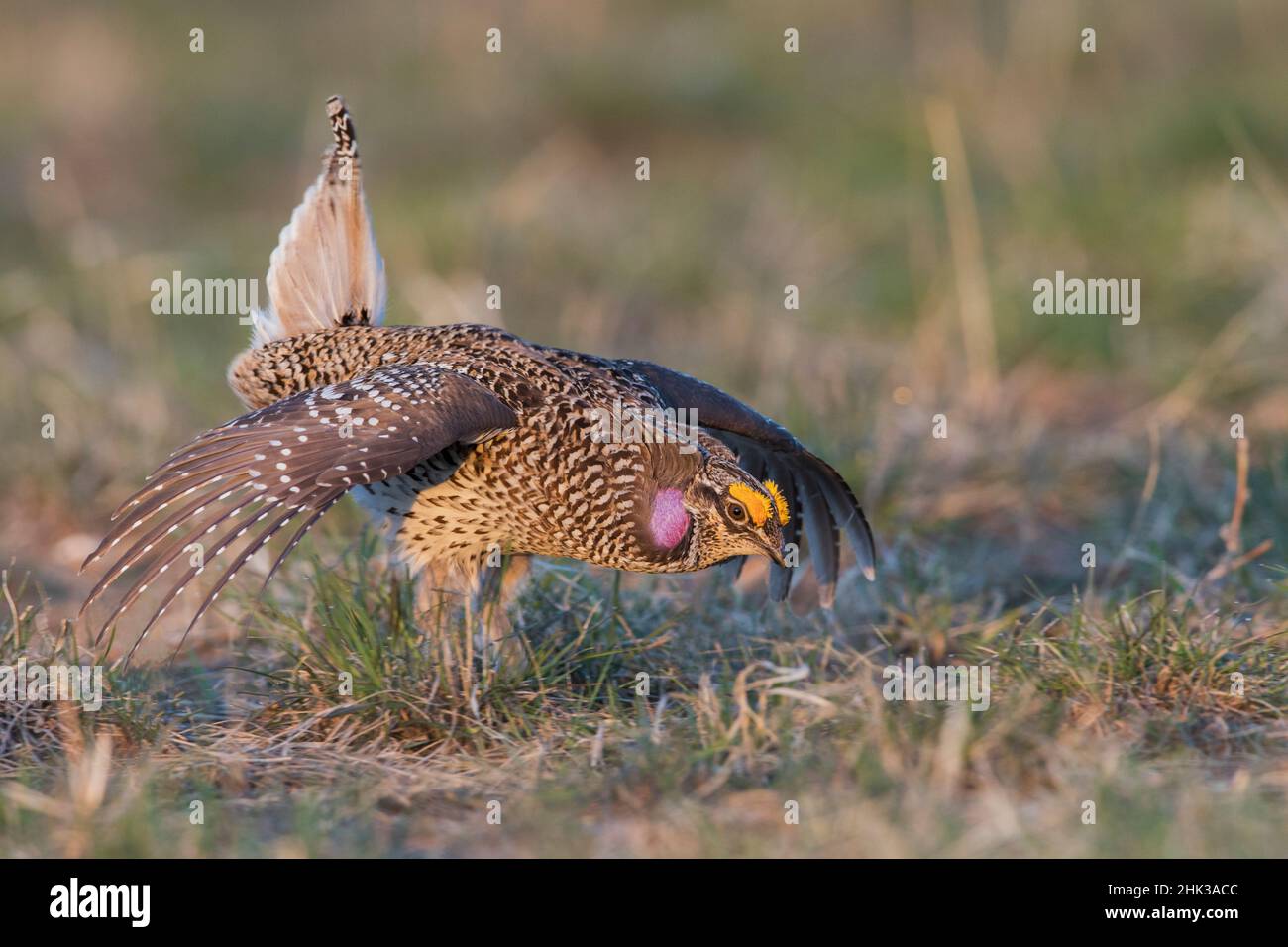 Sharp-tailed grouse, courtship display Stock Photo - Alamy