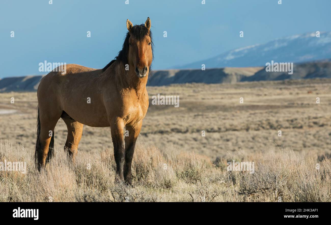 Wild horse, proud stallion Stock Photo - Alamy