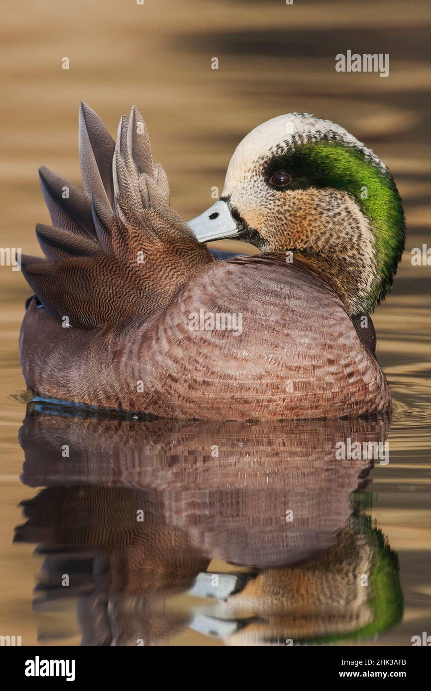 American wigeon preening Stock Photo - Alamy