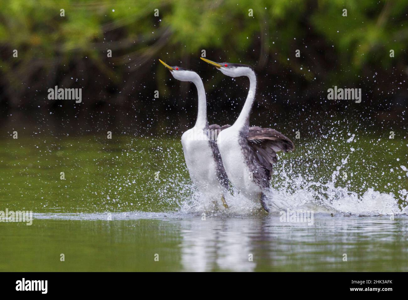 Western grebes aechmophorus occidentalis hi-res stock photography and ...
