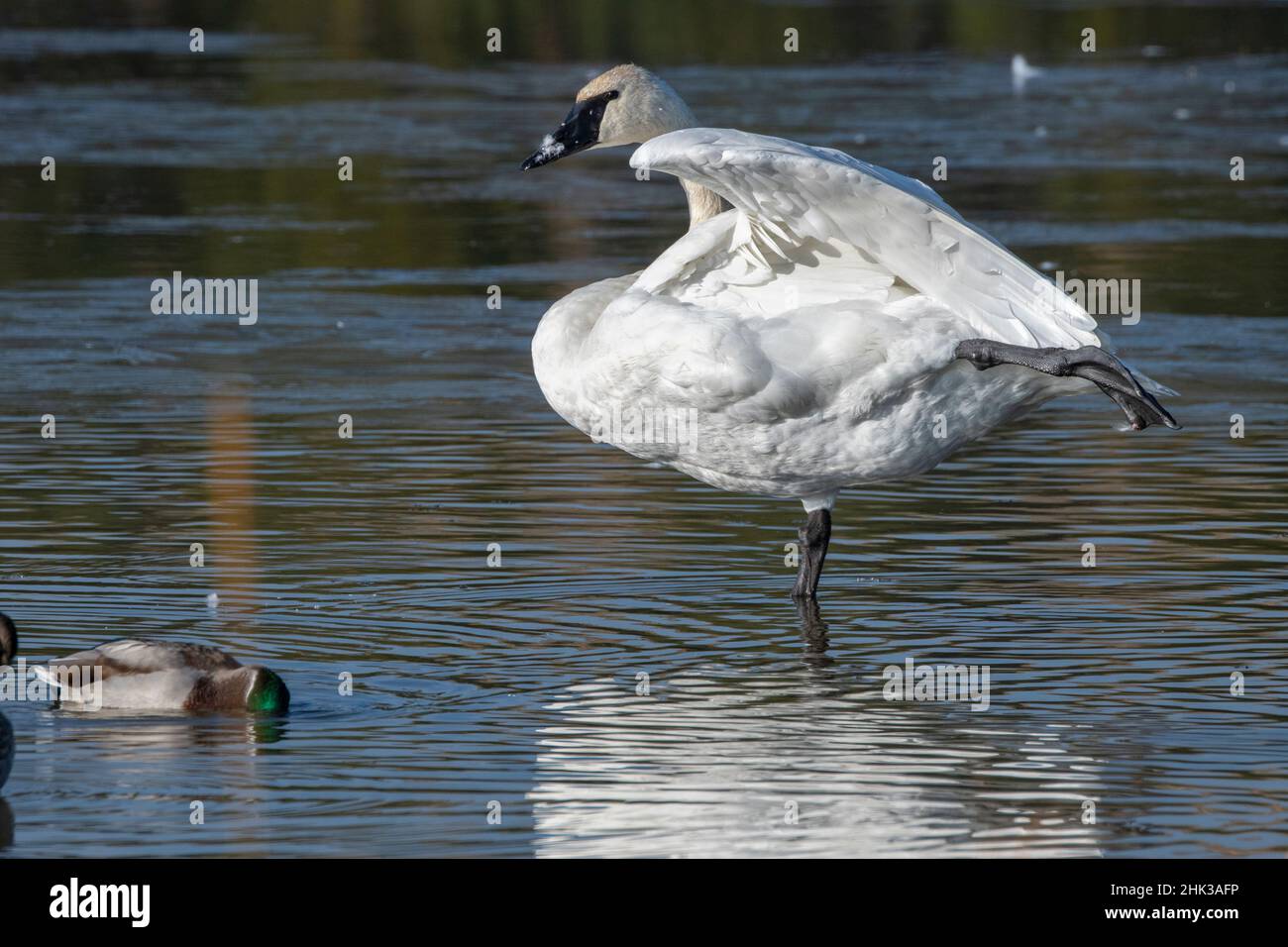 USA, Wyoming, Yellowstone National Park, Swan Lake. Trumpeter swan ...