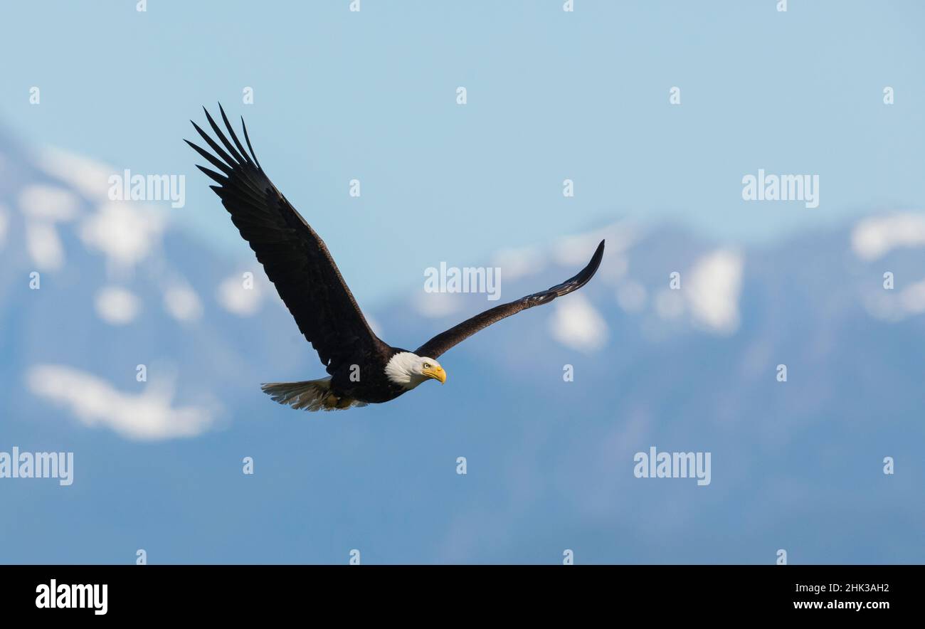 Bald eagle flyby Stock Photo - Alamy