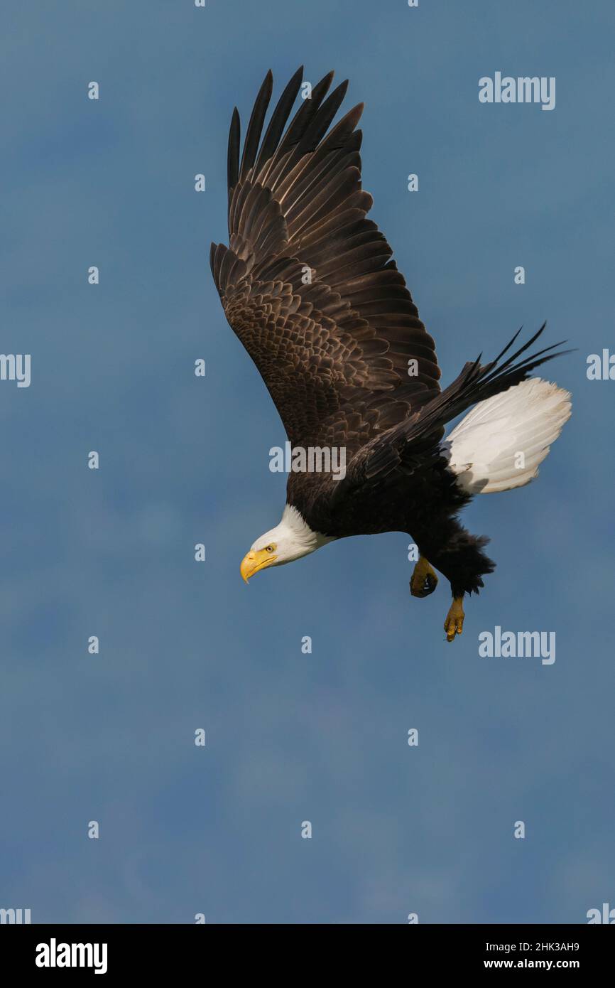 Bald eagle diving Stock Photo - Alamy