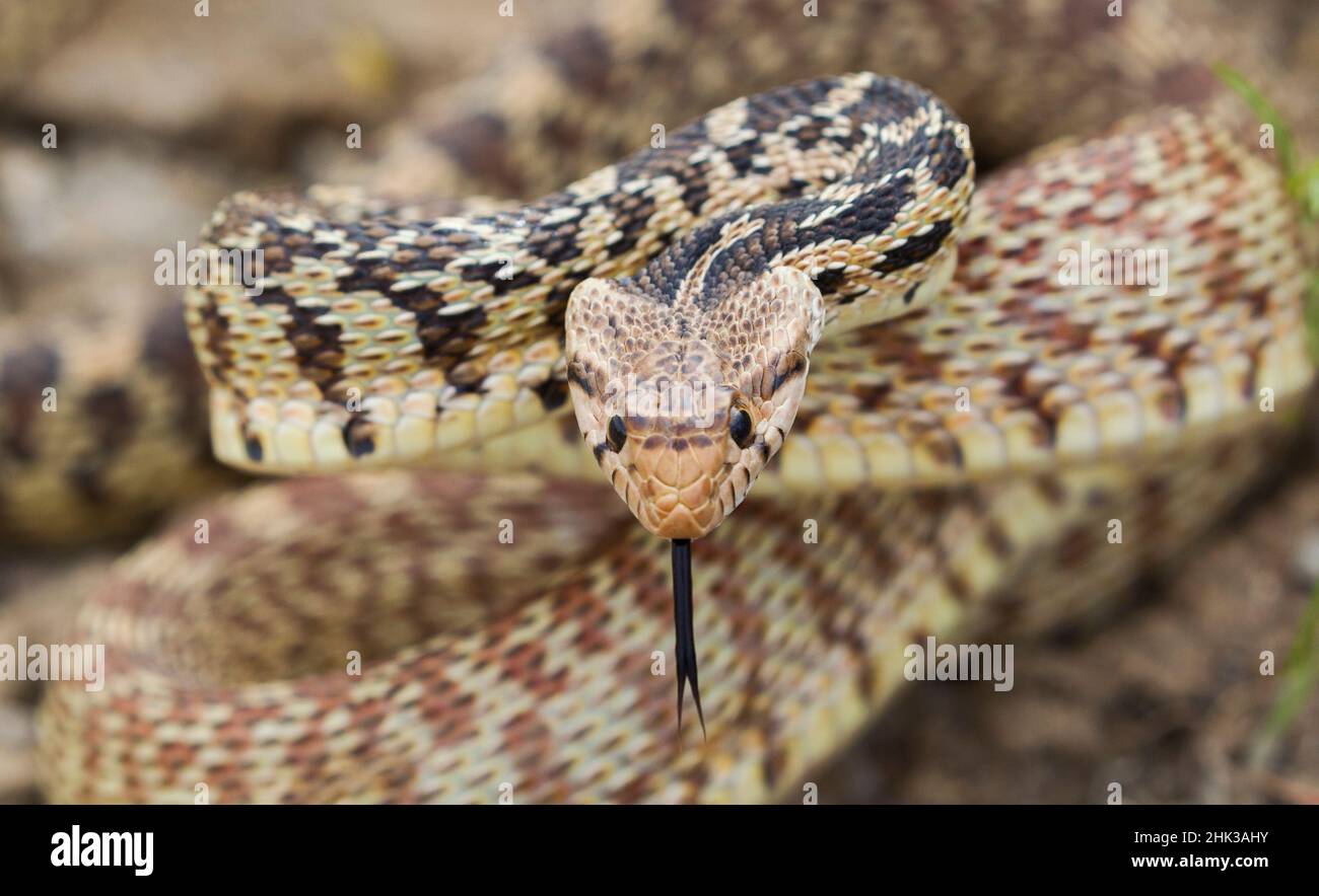 Serpente Gopher Di Sonora