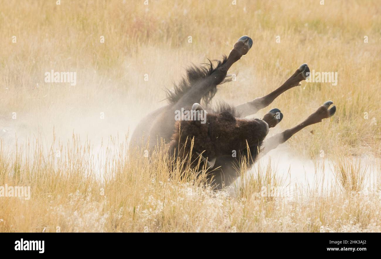 Dust bathing bison Stock Photo - Alamy