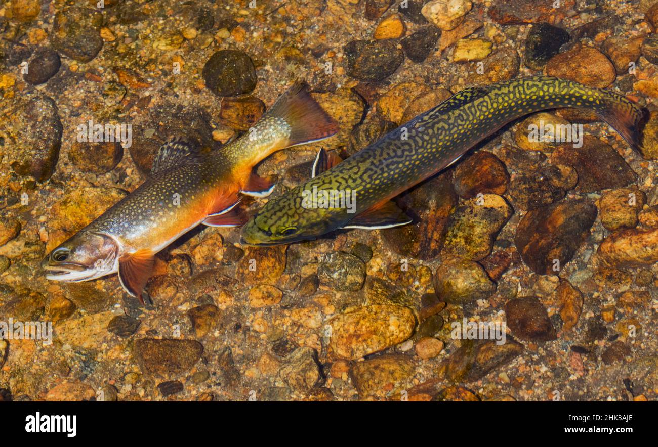 Brook trout, spawning bed Stock Photo - Alamy