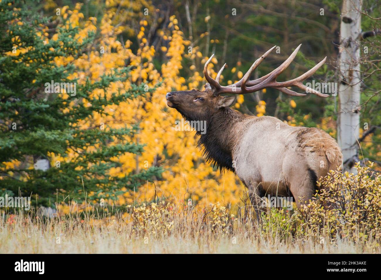 Bull elk, autumn rut Stock Photo - Alamy