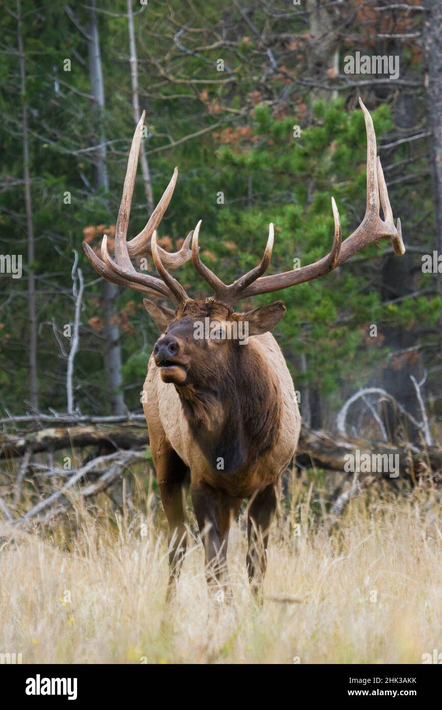 Majestic bull elk hi-res stock photography and images - Alamy