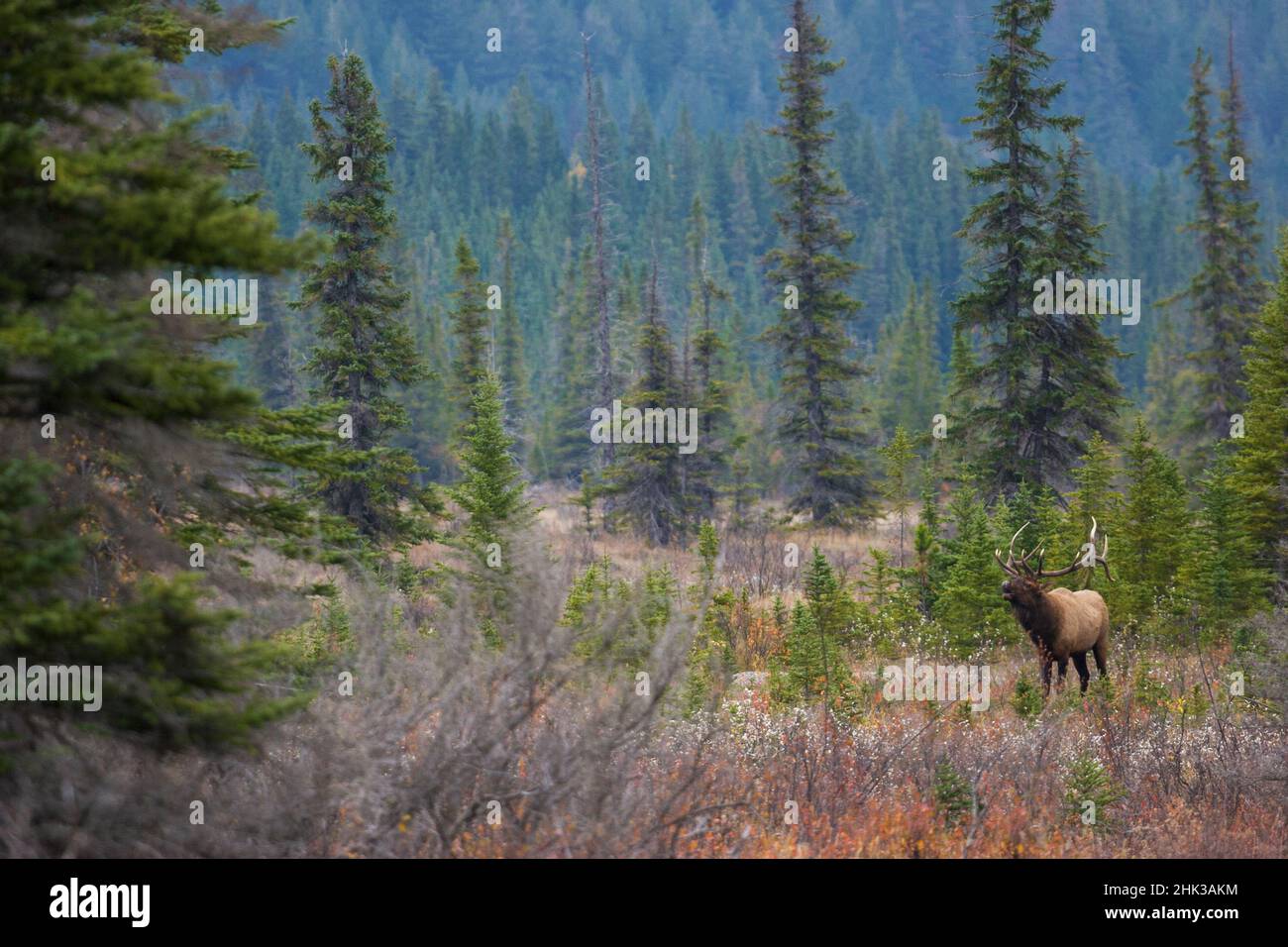 Voice in the forest Stock Photo - Alamy