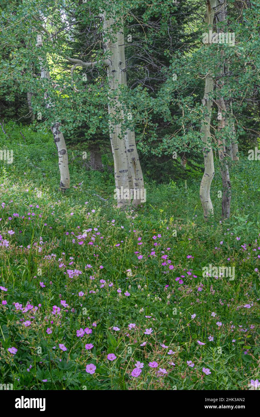 USA, Wyoming. Aspen trunks and Geranium, west side of Teton Mountains ...