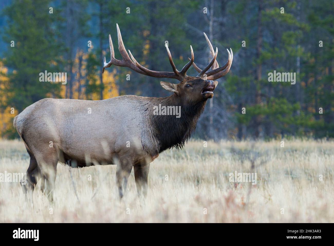 Rocky Mountain bull elk Stock Photo - Alamy