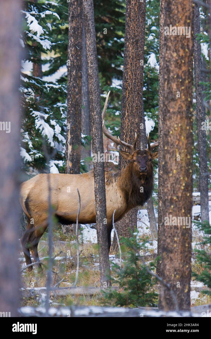 Bull elk in thick forest Stock Photo - Alamy