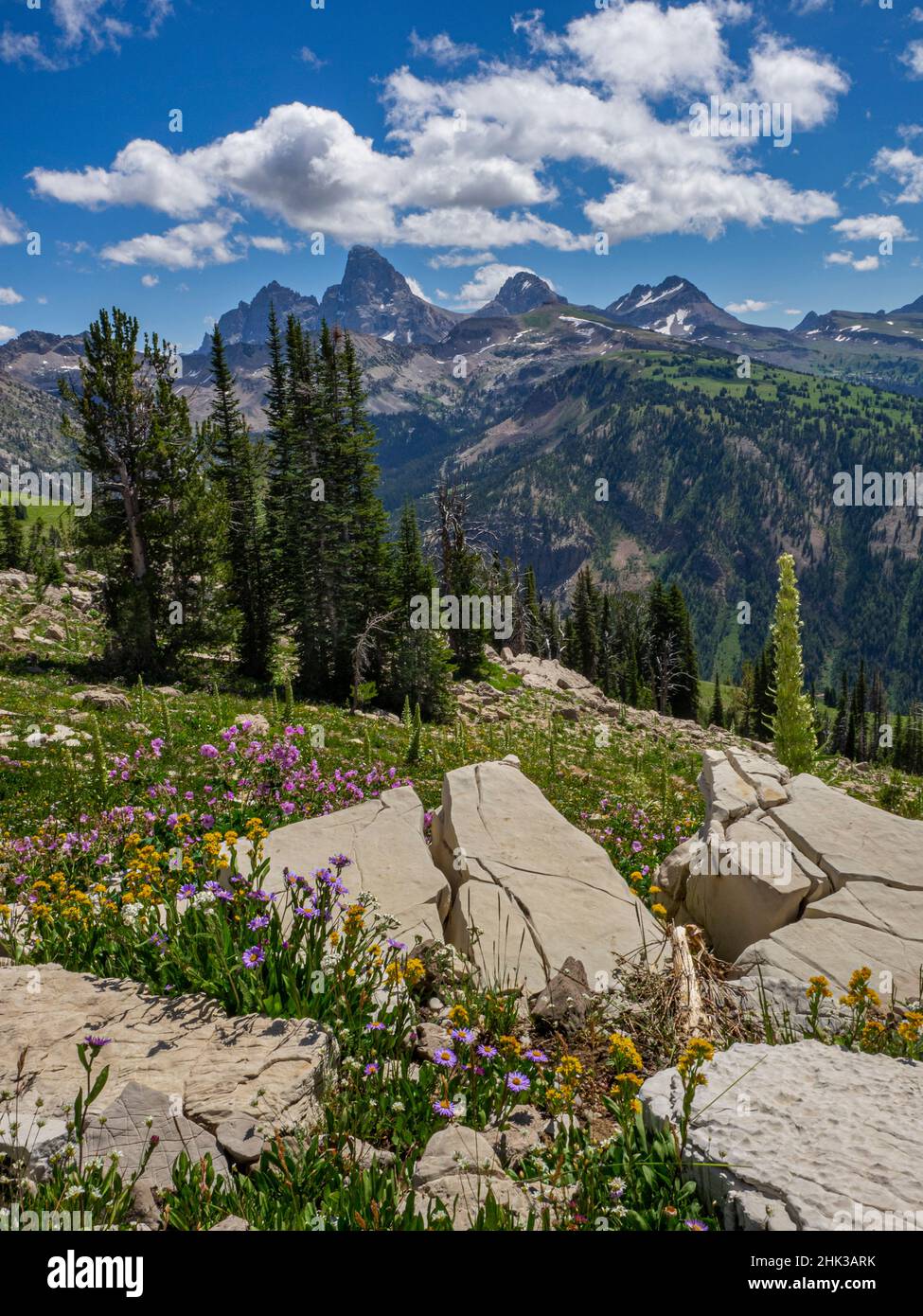 USA, Wyoming. Wildflowers and view of west side of Grand Teton and ...