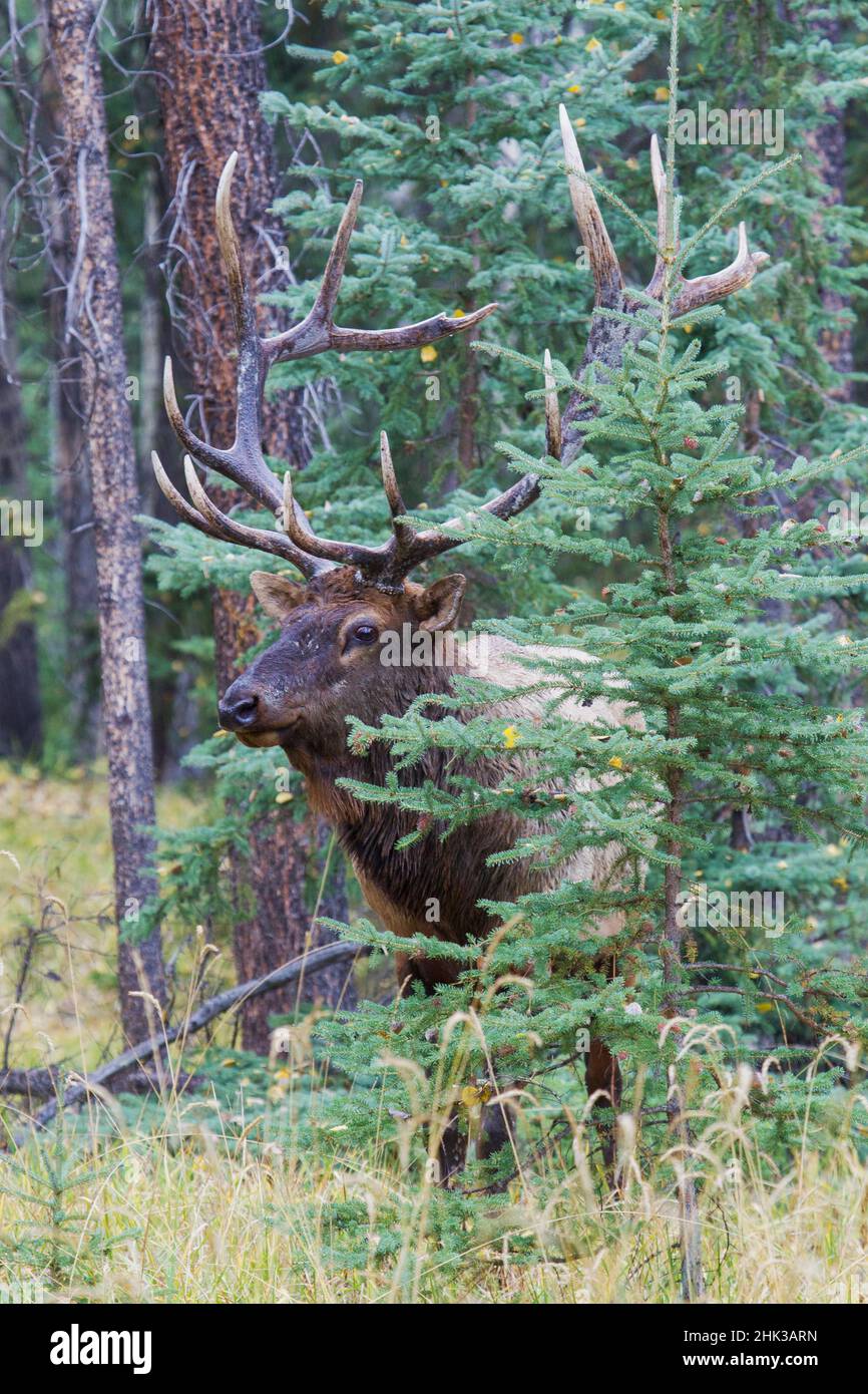 Hiding elk hi-res stock photography and images - Alamy