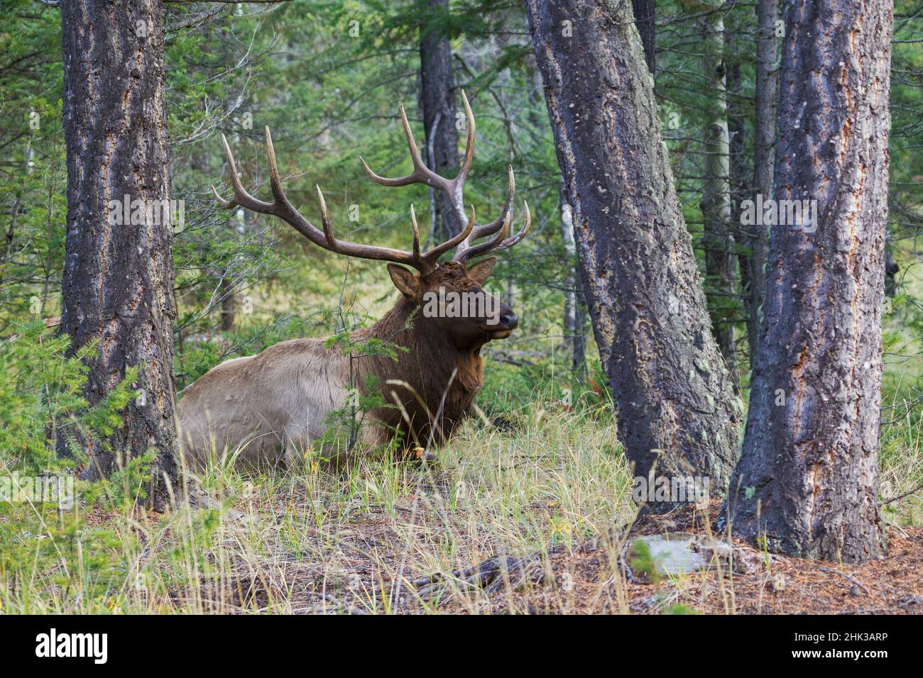 Bull elk bedded in forest Stock Photo - Alamy