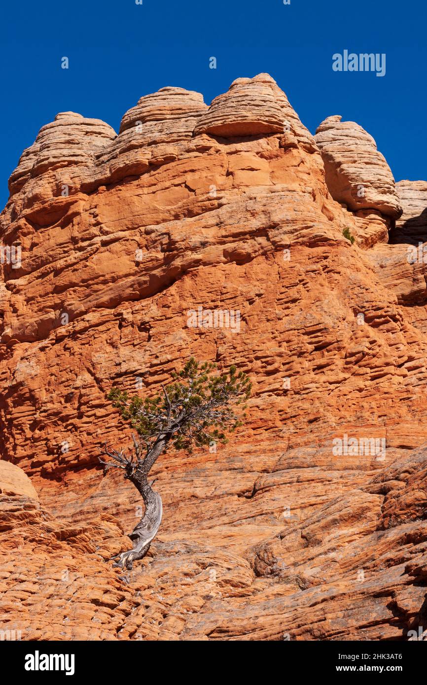 USA, Wyoming. Stunted and twisted pine tree growing from rock of a ...
