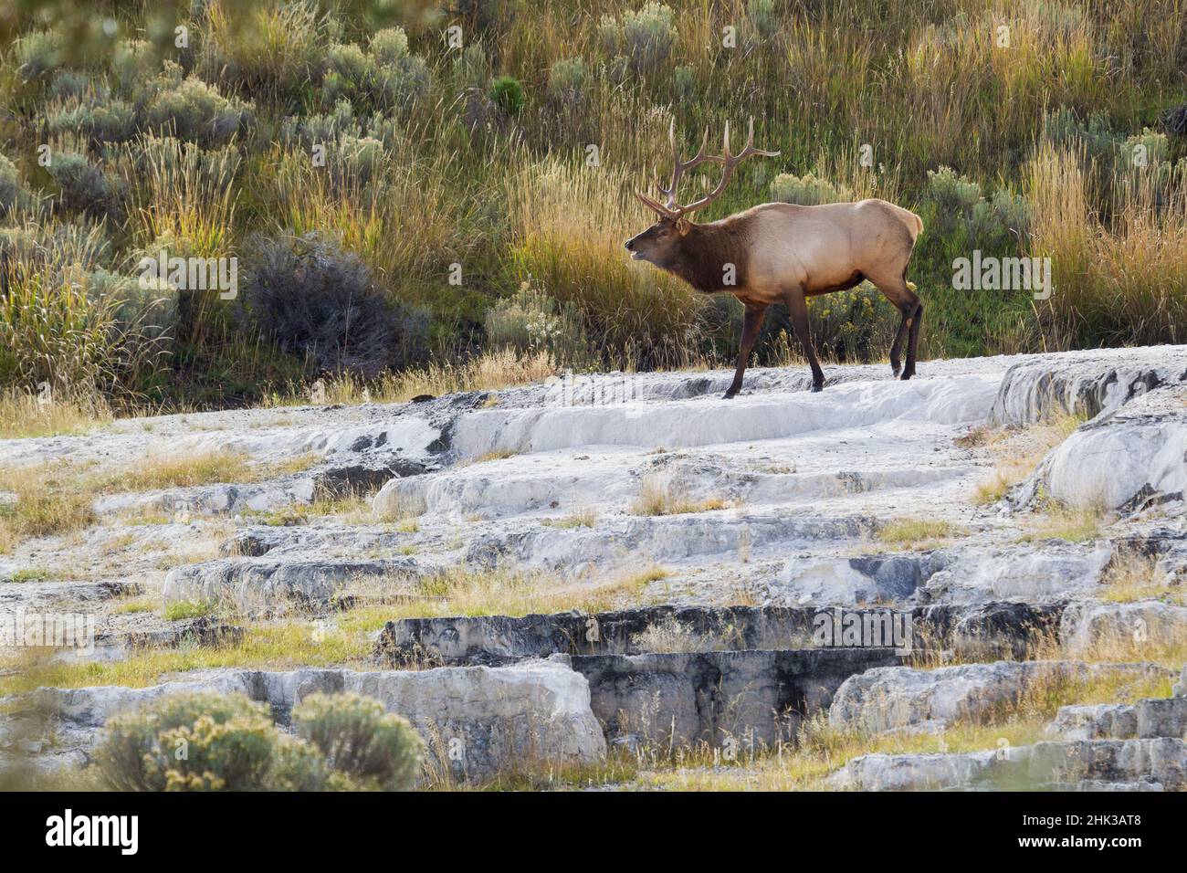Bull elk bugling atop Hot Springs Stock Photo - Alamy
