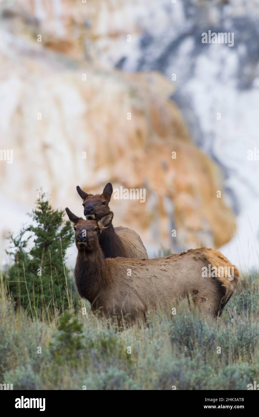 Cow Elk pair, Mammoth Hot Springs, Yellowstone Stock Photo - Alamy