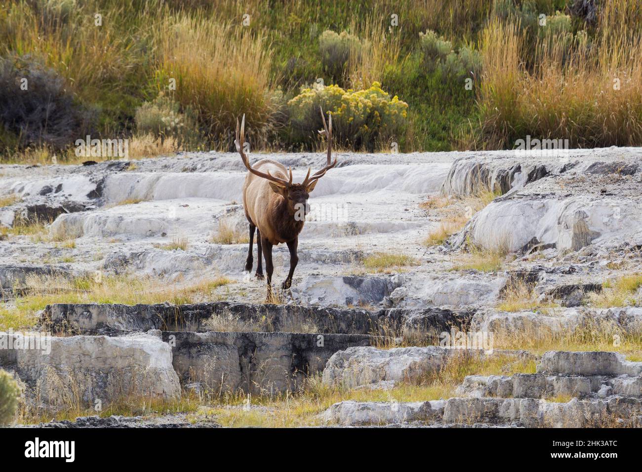 Bull elk, Mammoth Hot Springs. Yellowstone Stock Photo - Alamy