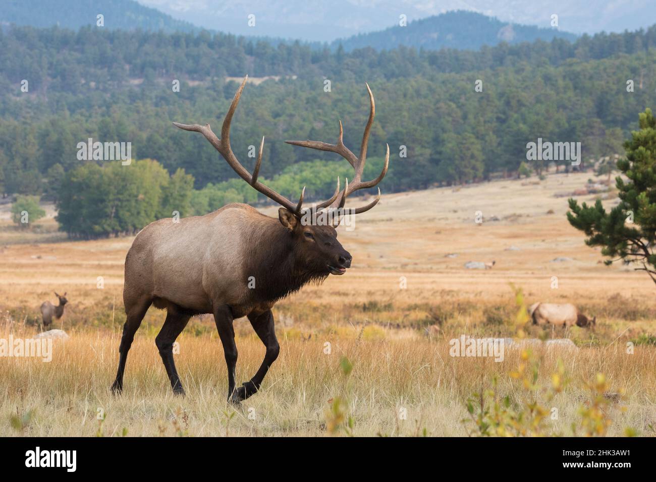 Rocky Mountain bull elk Stock Photo - Alamy