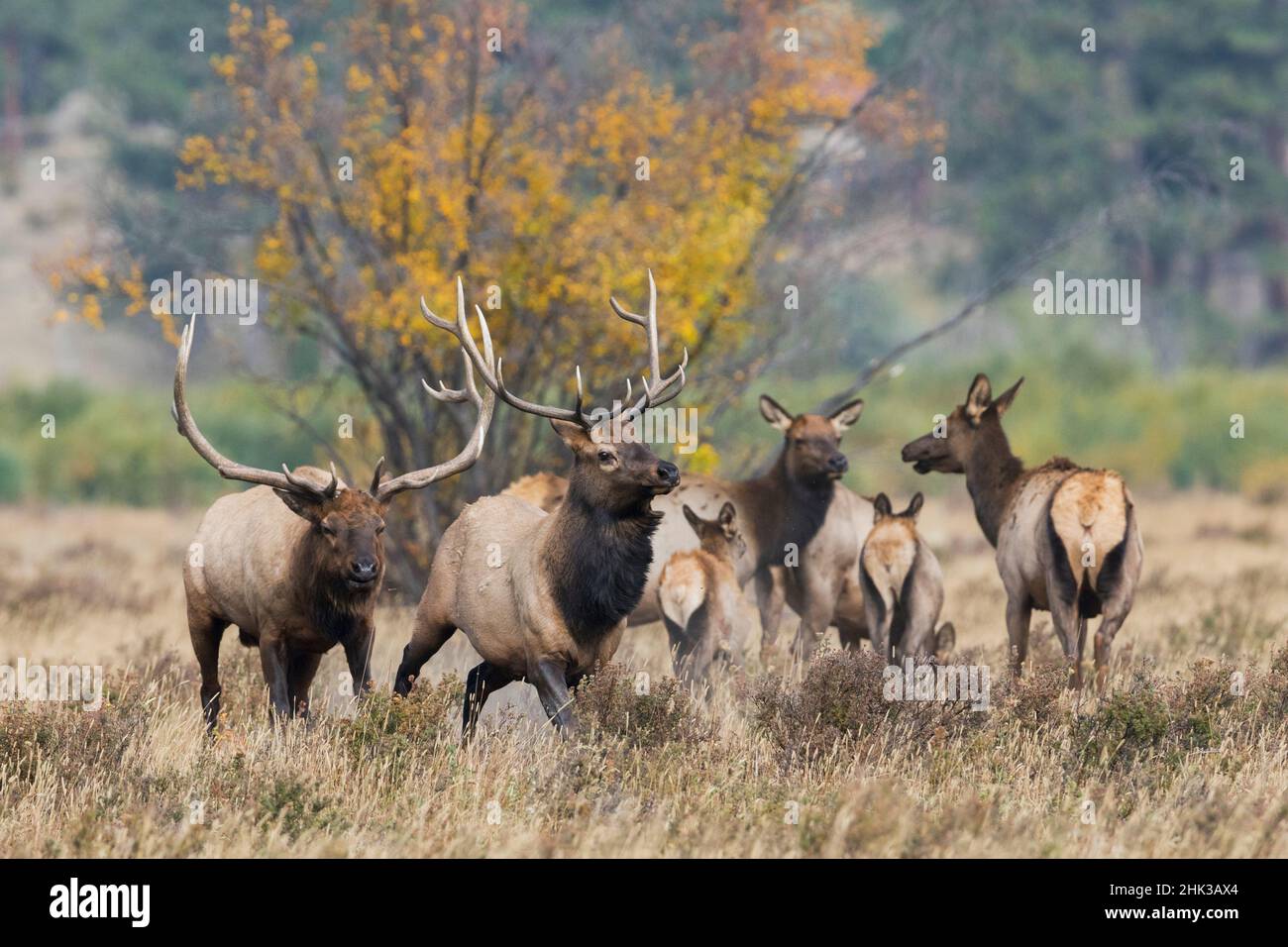 Rocky Mountain elk, herd bull chasing younger bull Stock Photo - Alamy