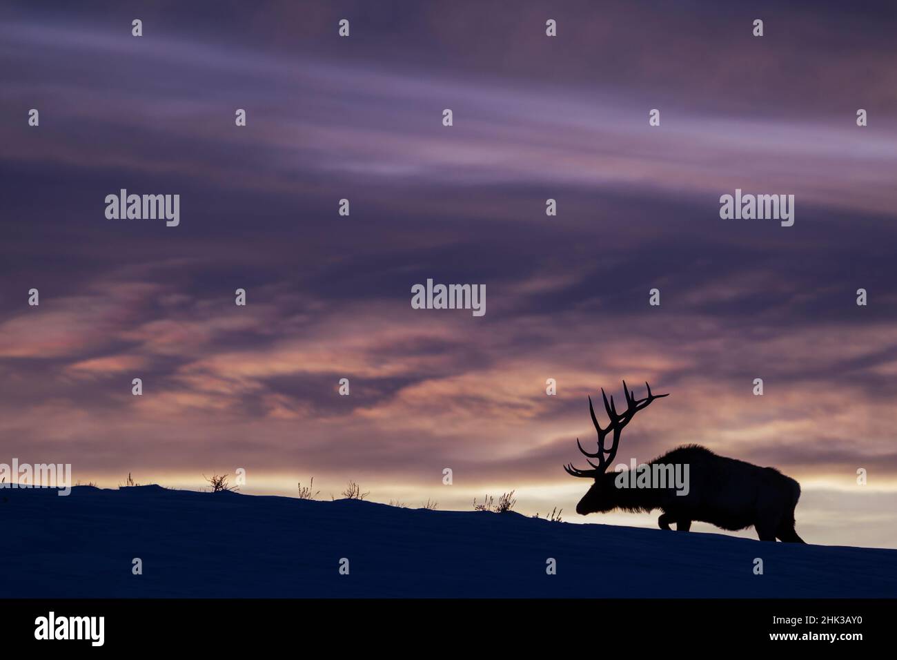 Bull elk, winter sunset Stock Photo - Alamy