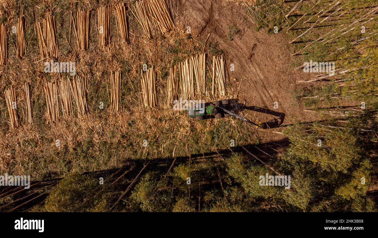 Bird's eye view of the tractor parked by the wooden logs. Deforestation ...