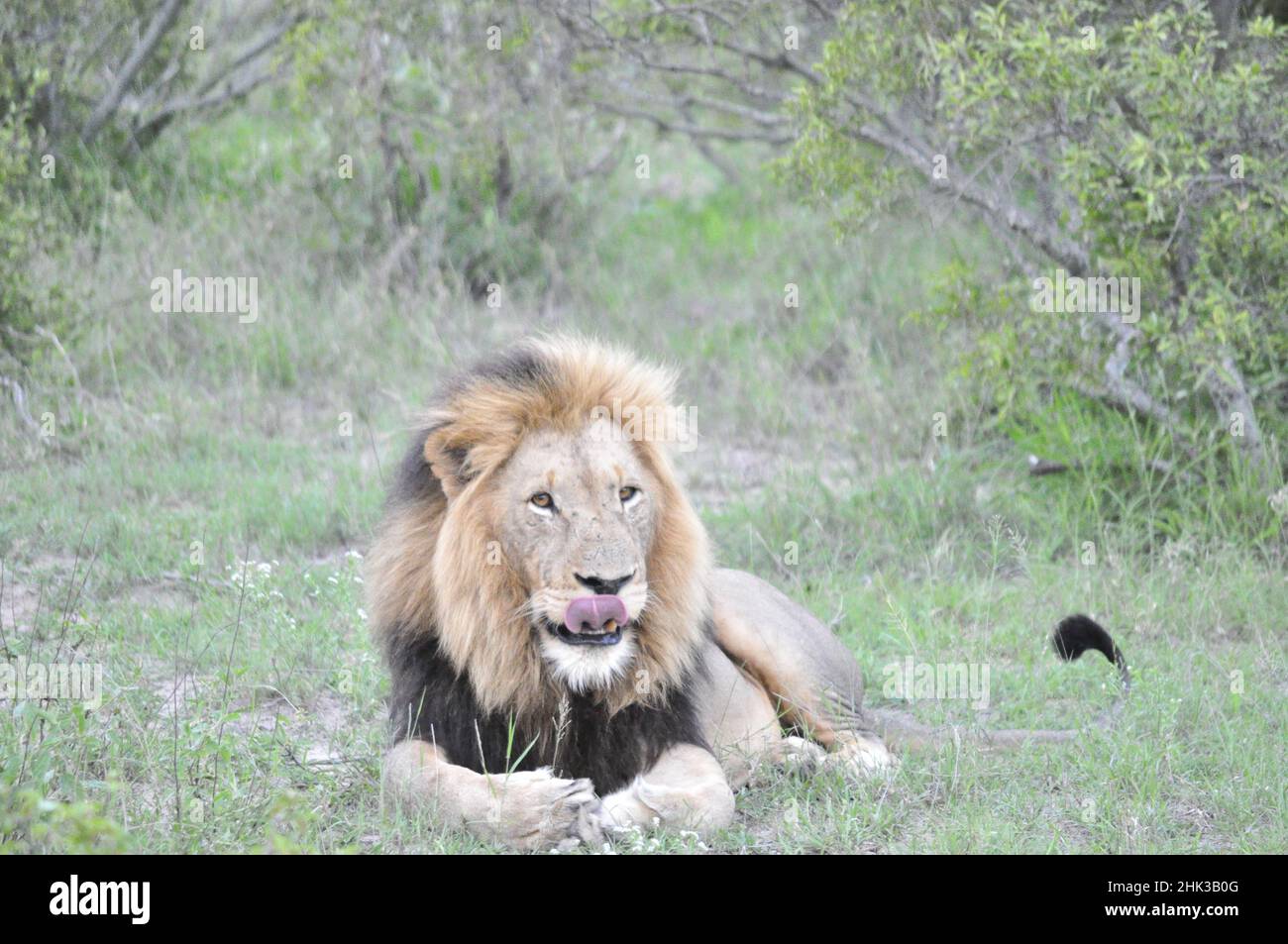 Closeup shot of a lying lion in a zoo park Stock Photo - Alamy