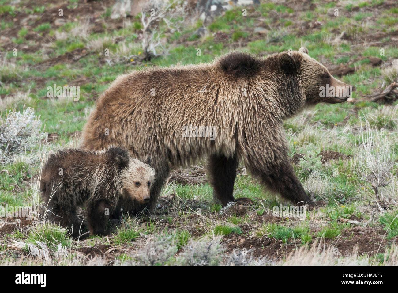 Grizzly bear sow with cub Stock Photo - Alamy
