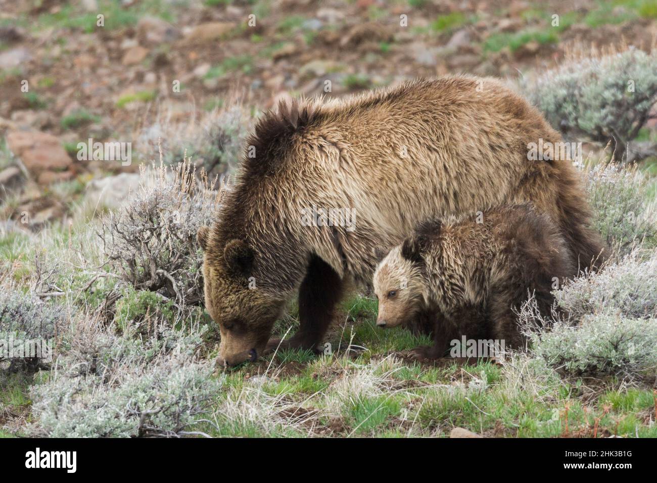 Grizzly bear sow with her cub, spring foraging Stock Photo - Alamy