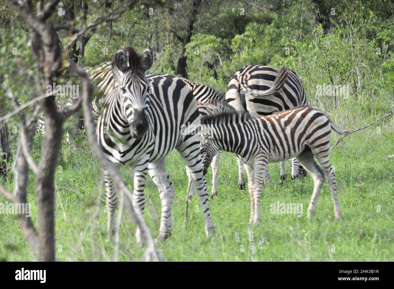 Group of zebras in a zoo park Stock Photo - Alamy