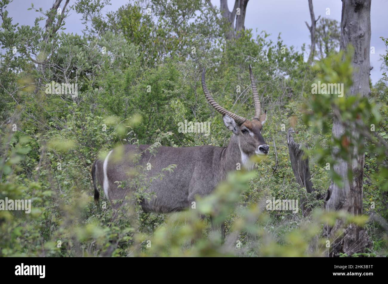 Beautiful shot of a deer in a zoo park Stock Photo - Alamy