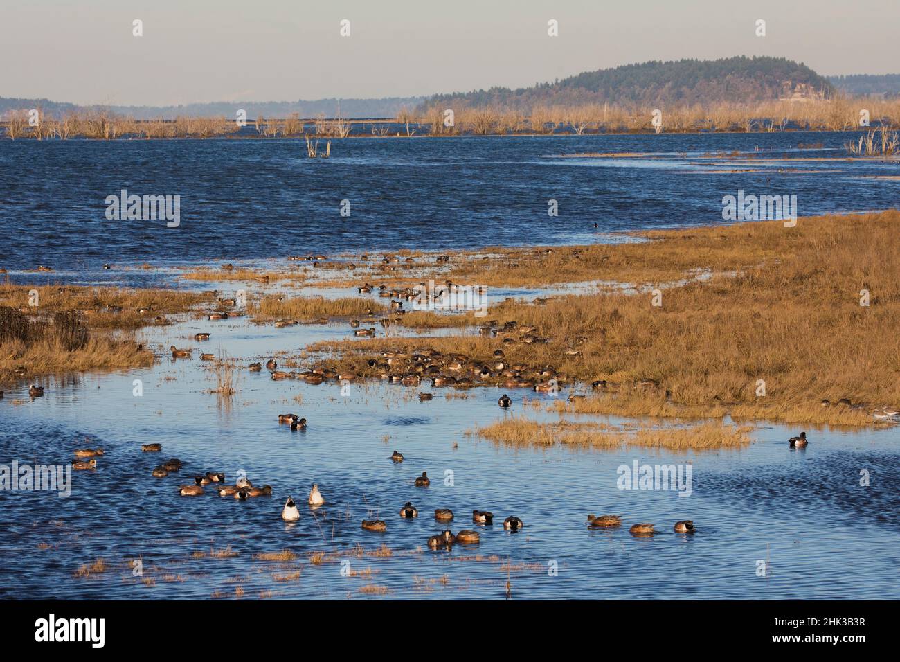 Flock of ducks foraging Stock Photo - Alamy