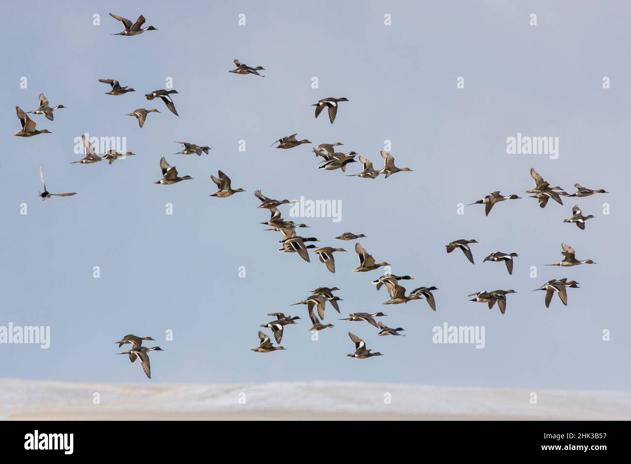 Flock of ducks taking flight Stock Photo - Alamy