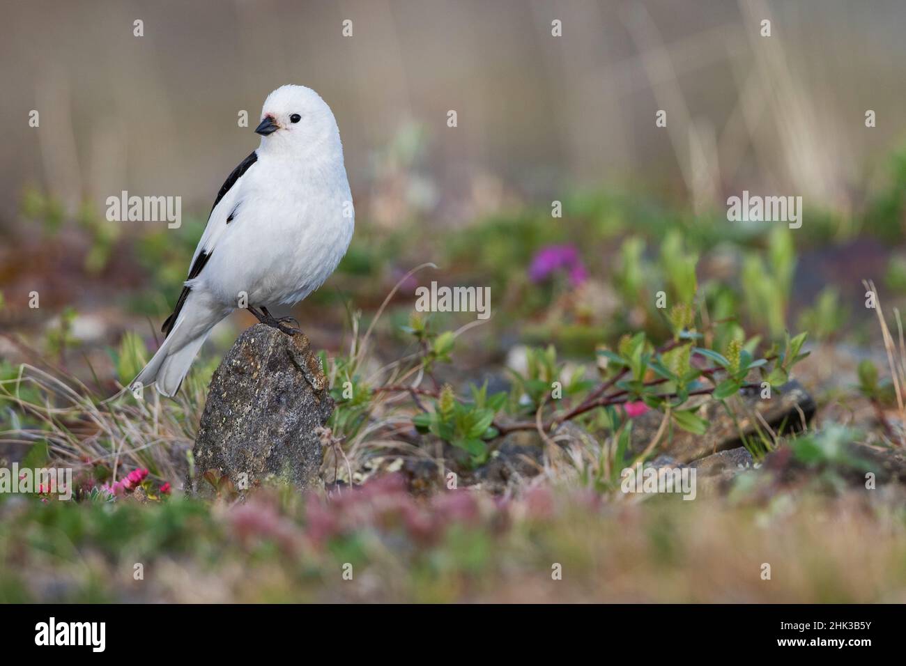Snow bunting, arctic tundra habitat Stock Photo - Alamy