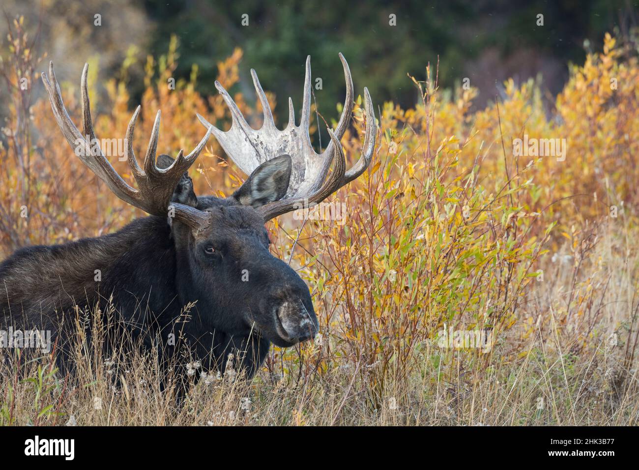 Shiras bull moose Stock Photo - Alamy