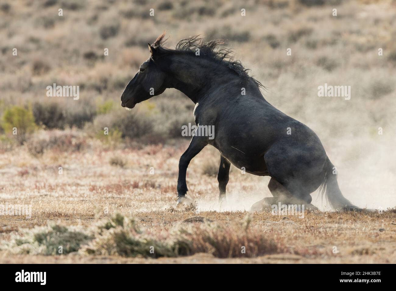 Dust bathing stallion Stock Photo - Alamy