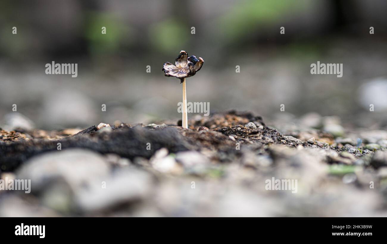 Closeup shot of a tiny plant growing on the ground with gray bokeh ...