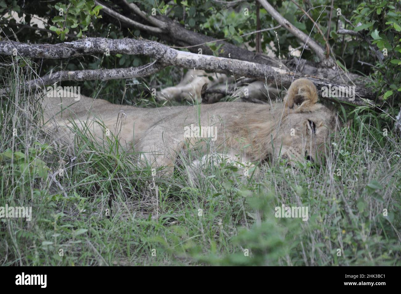 Tiger resting under tree hi-res stock photography and images - Alamy