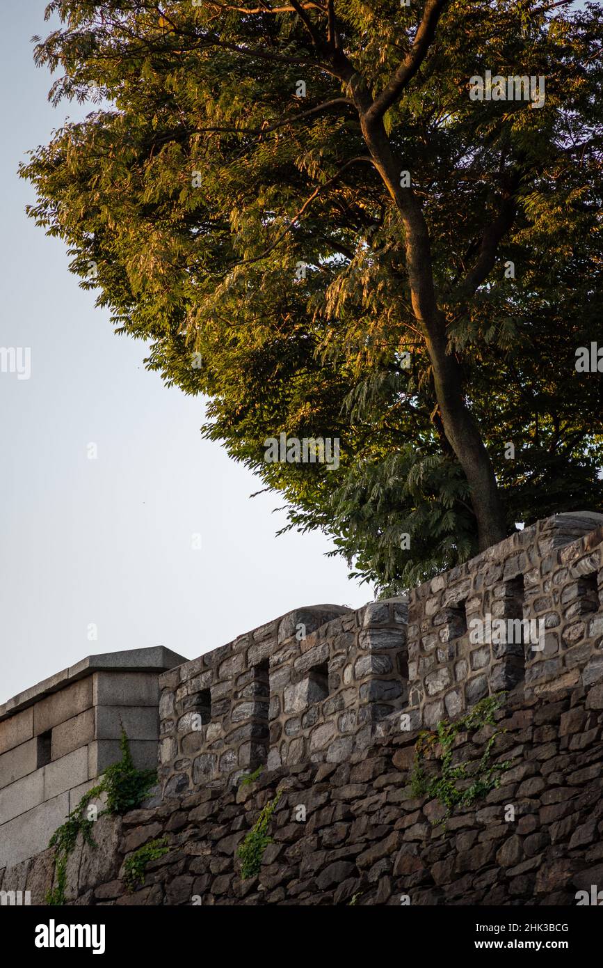 Growing behind stone wall hi-res stock photography and images - Alamy