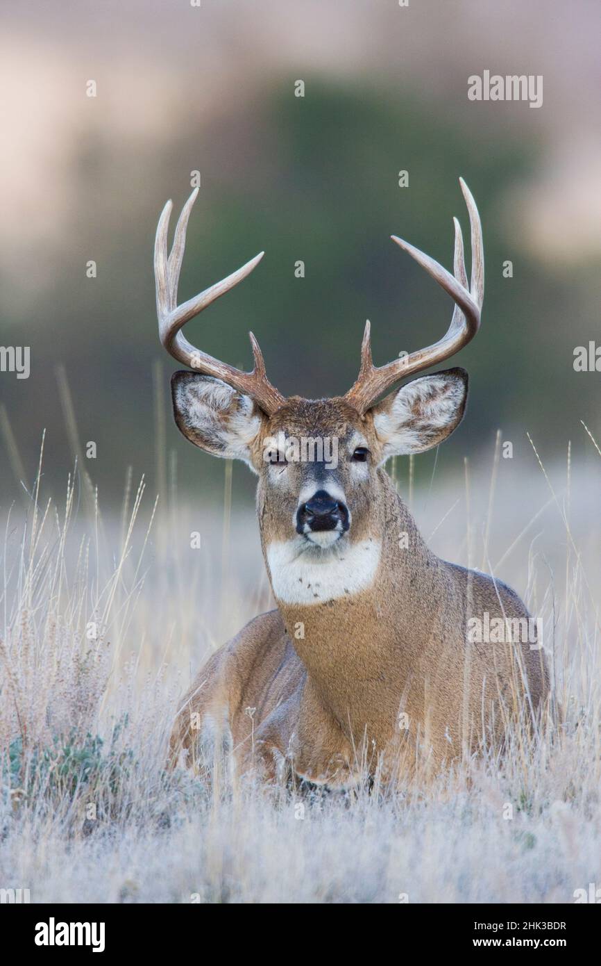Ken buck portrait hi-res stock photography and images - Alamy
