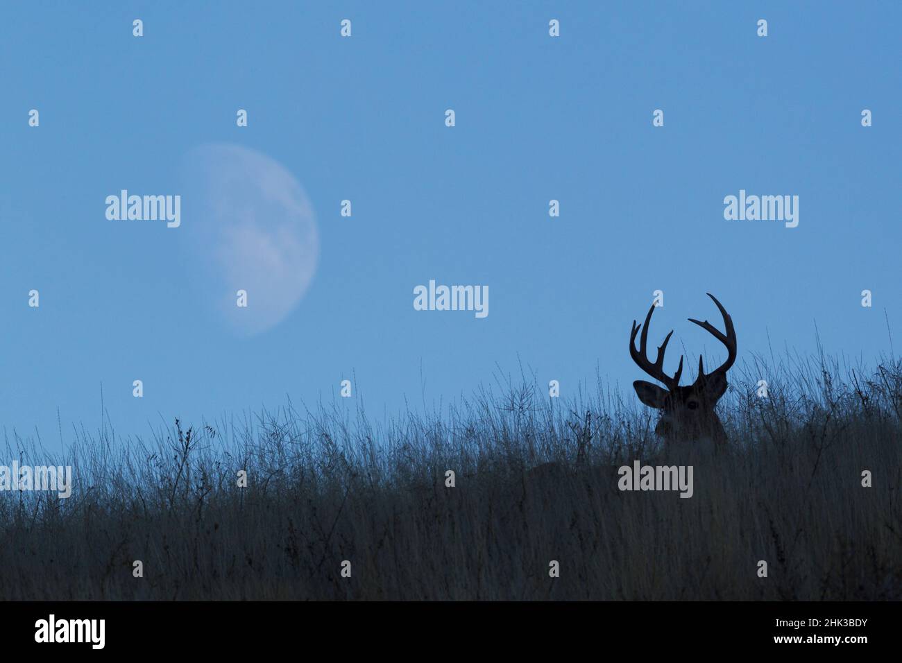 White-tailed deer buck, rising moon Stock Photo - Alamy